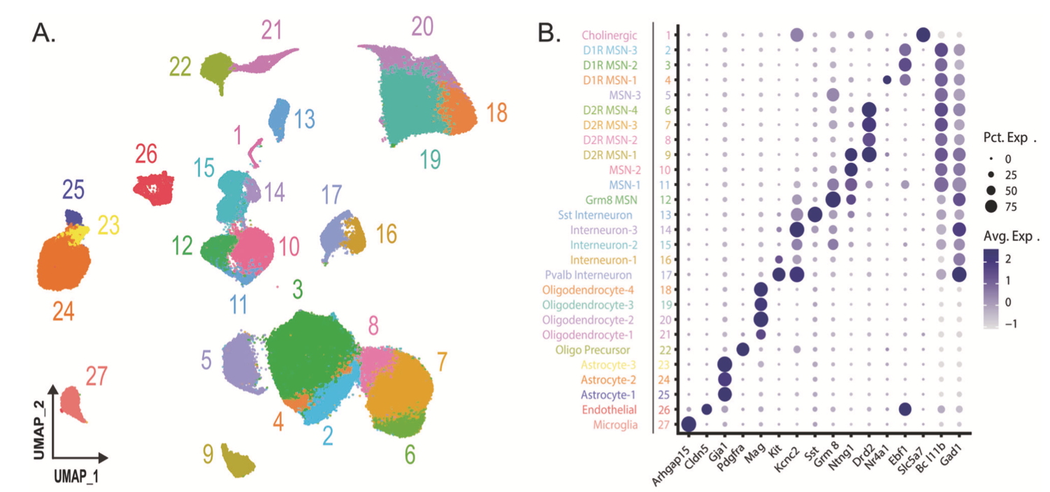 Transcriptomic analysis reveals cell type-specific patterns of gene ...